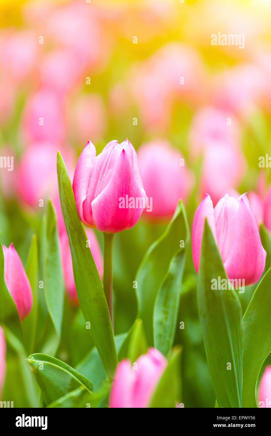 Tulips field under sunlight hi-res stock photography and images - Alamy