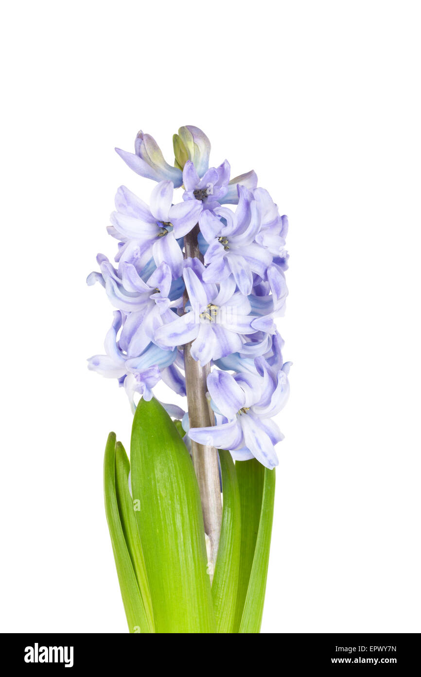 Beautiful brightly-blue hyacinths isolated on a white background Stock ...