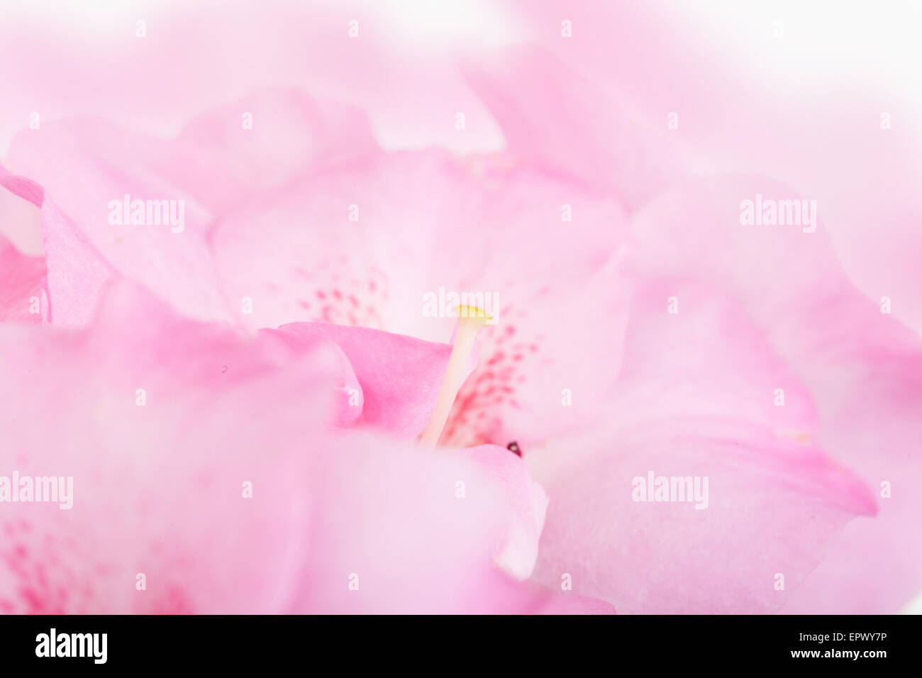 Pink flower background, small zone of sharpness Stock Photo - Alamy