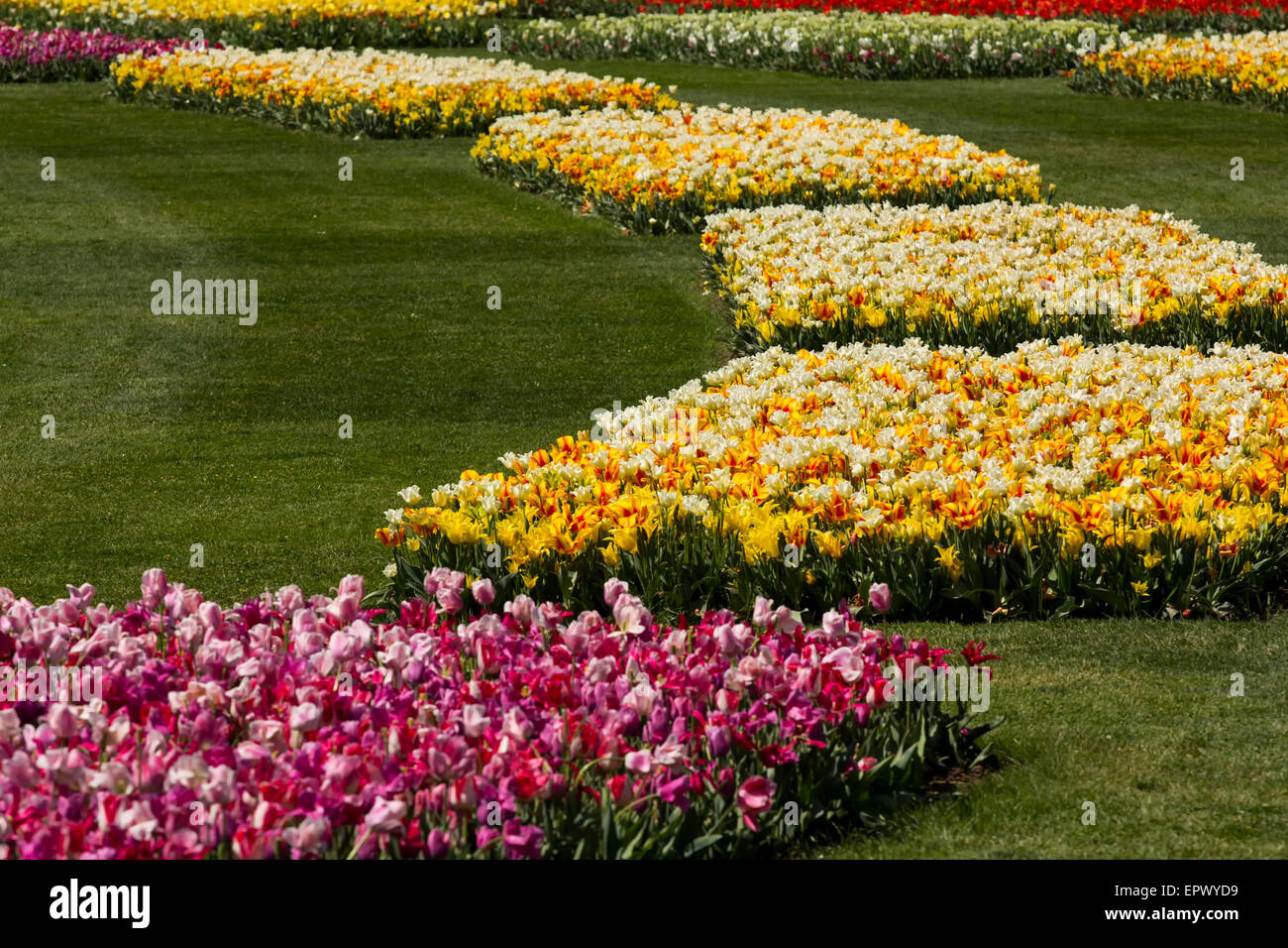Flower beds of beautiful tulips Stock Photo - Alamy