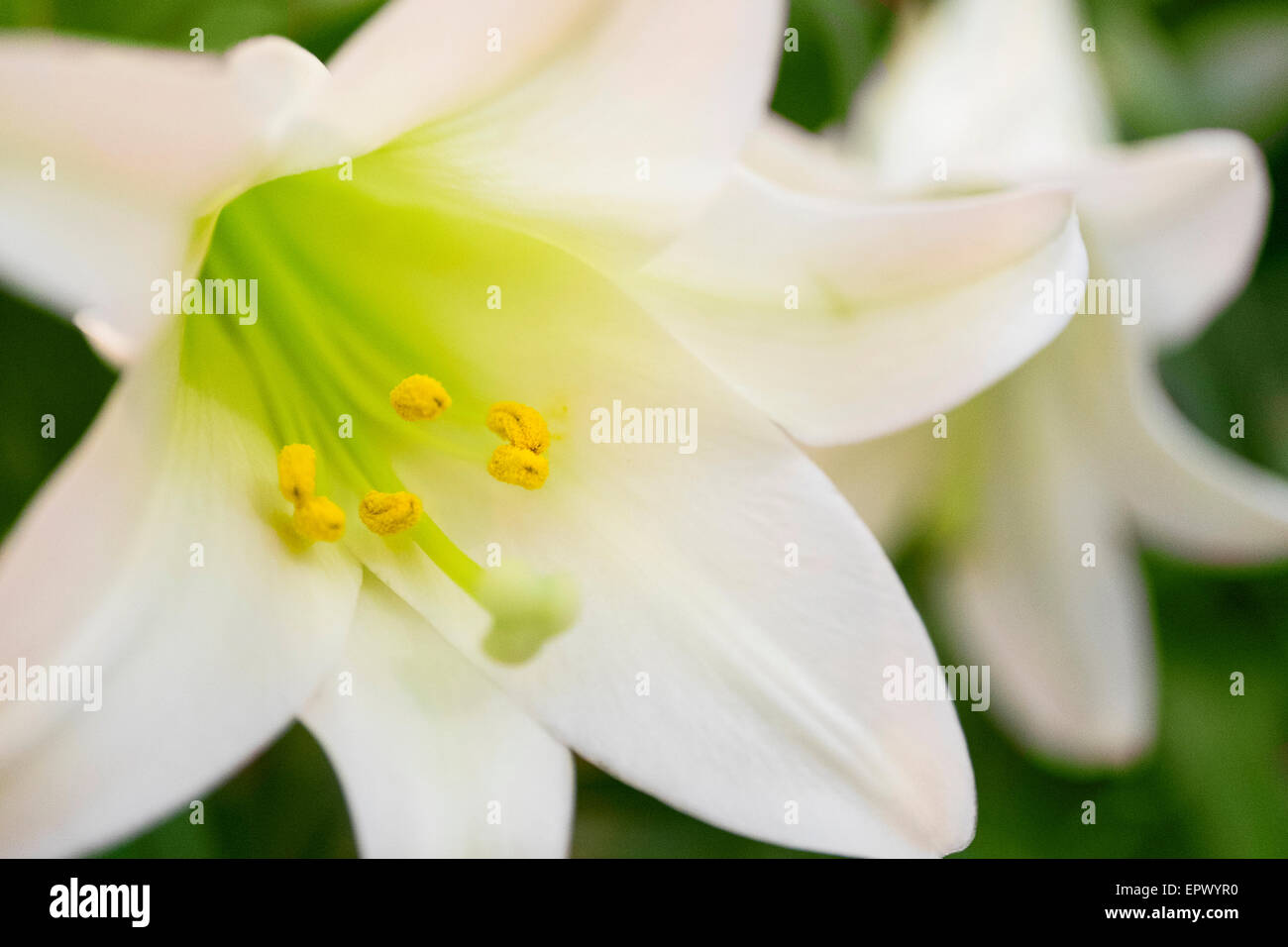 Detail of lily flower Stock Photo - Alamy