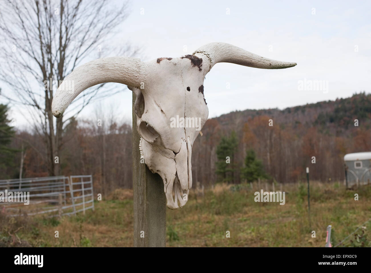 Skull of bull hanging on post Stock Photo - Alamy