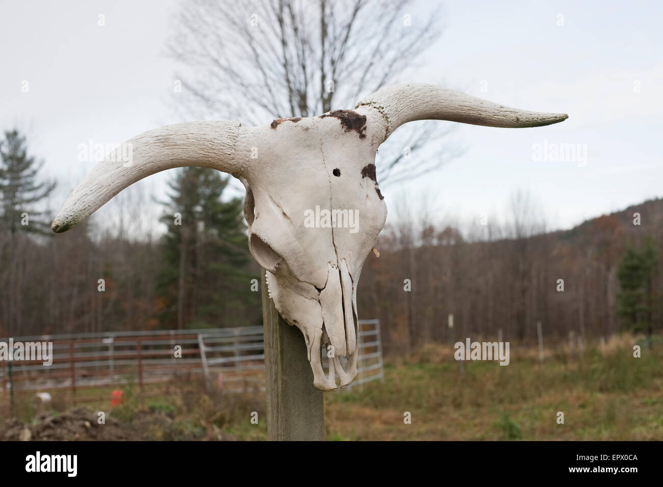 Skull of bull hanging on post Stock Photo - Alamy