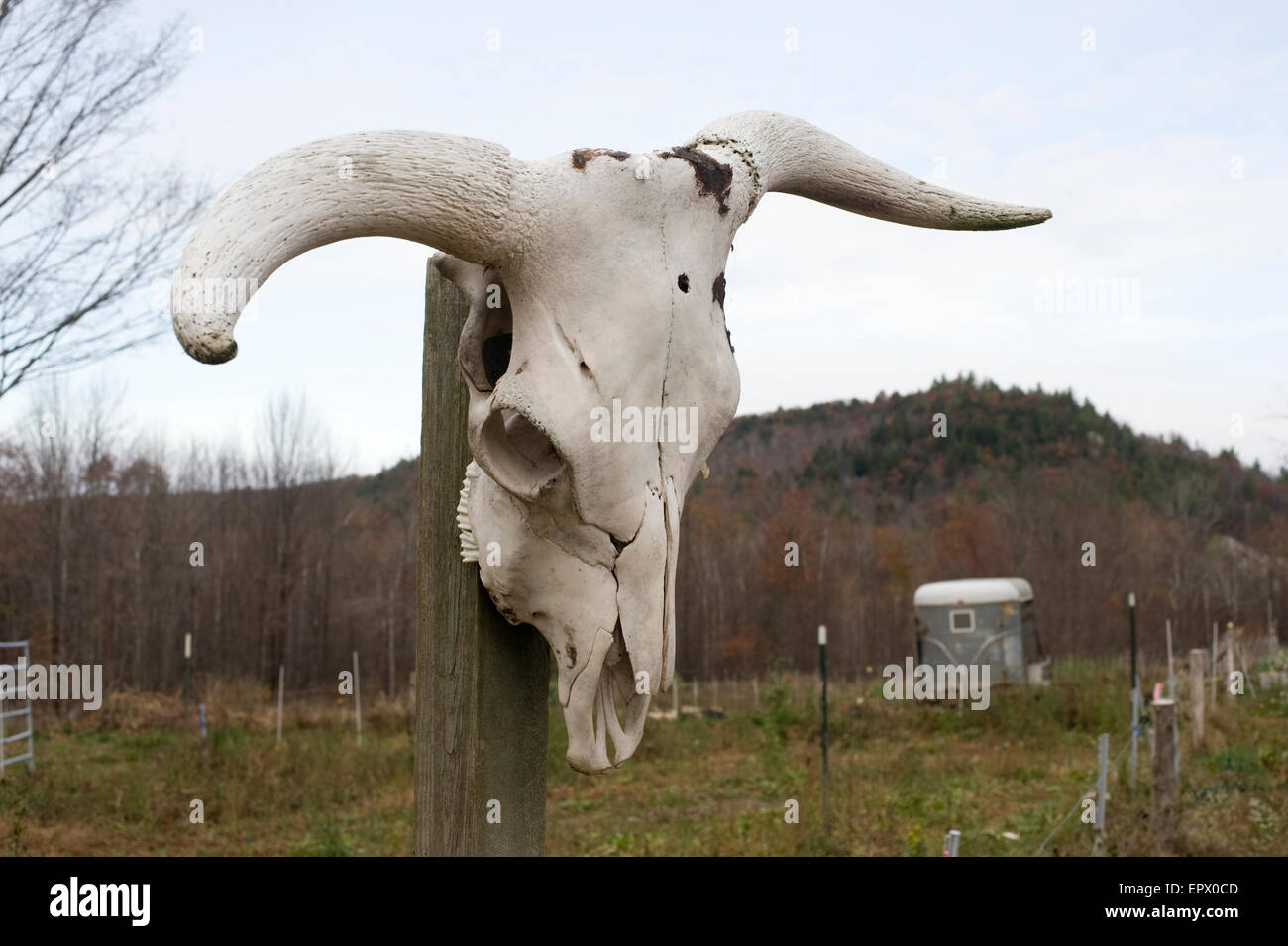 Skull of bull hanging on post Stock Photo - Alamy