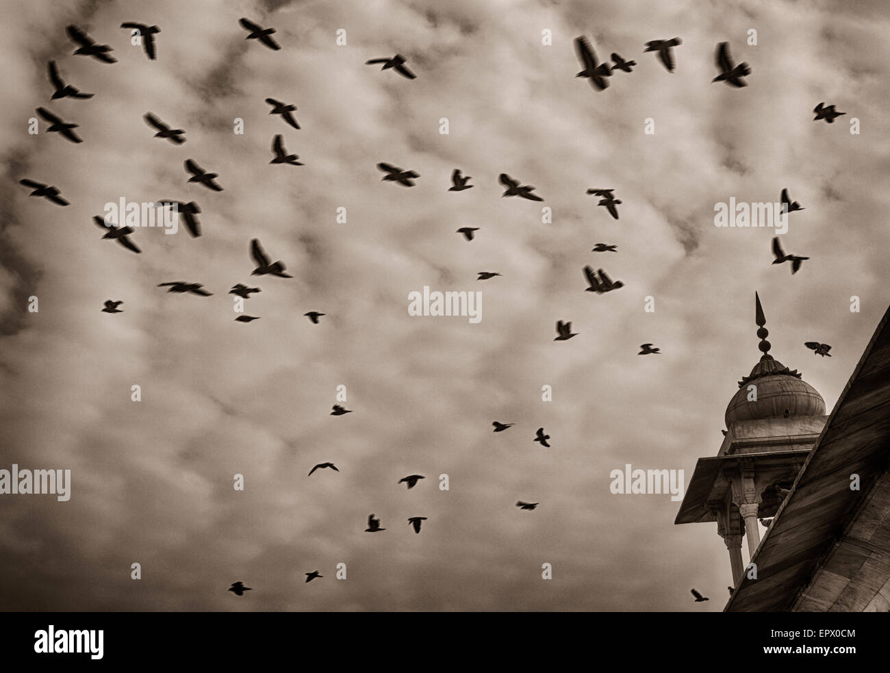 Monochrome, birds flying over the Red Fort Delhi Stock Photo - Alamy