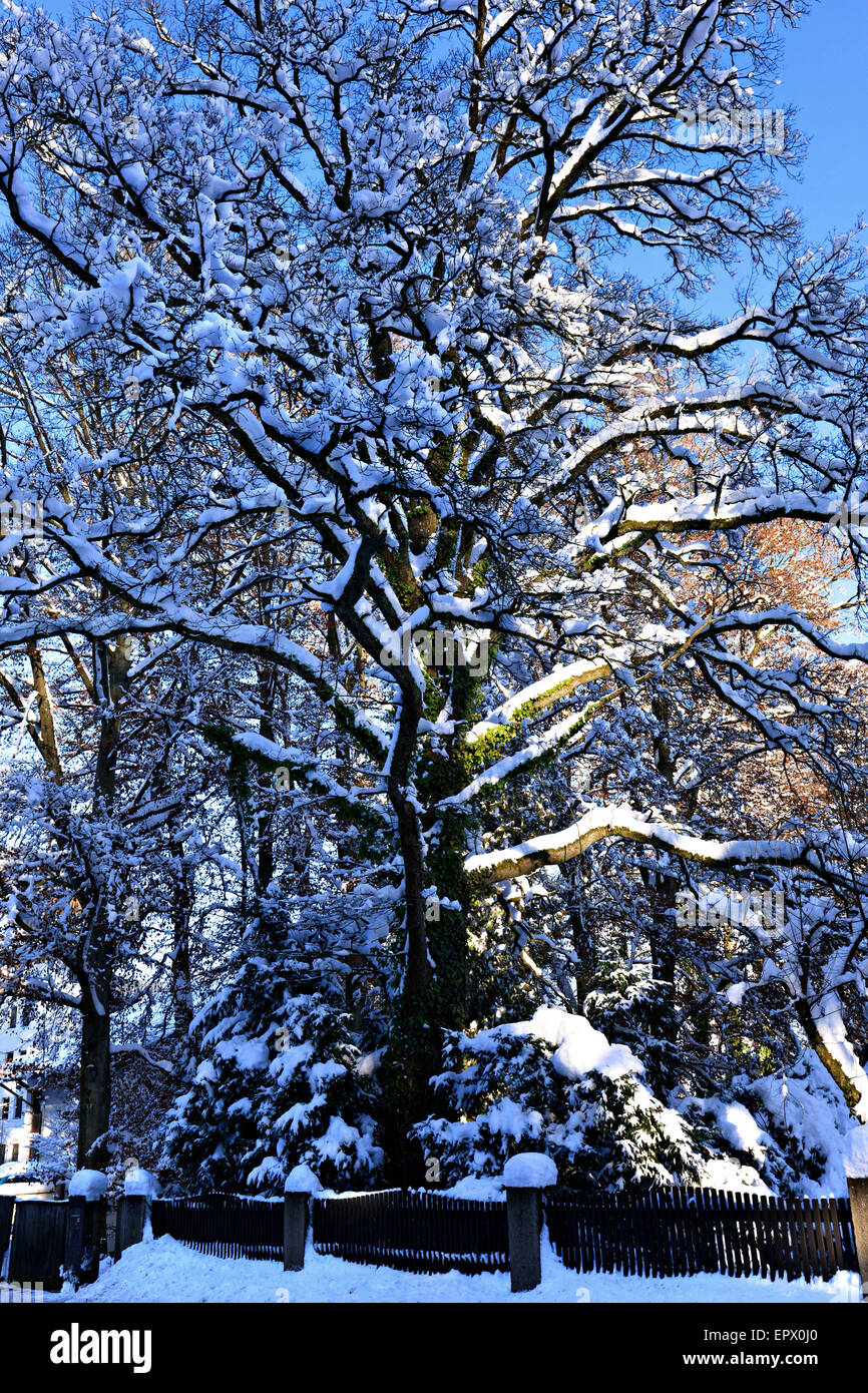 Big oak tree hi-res stock photography and images - Alamy