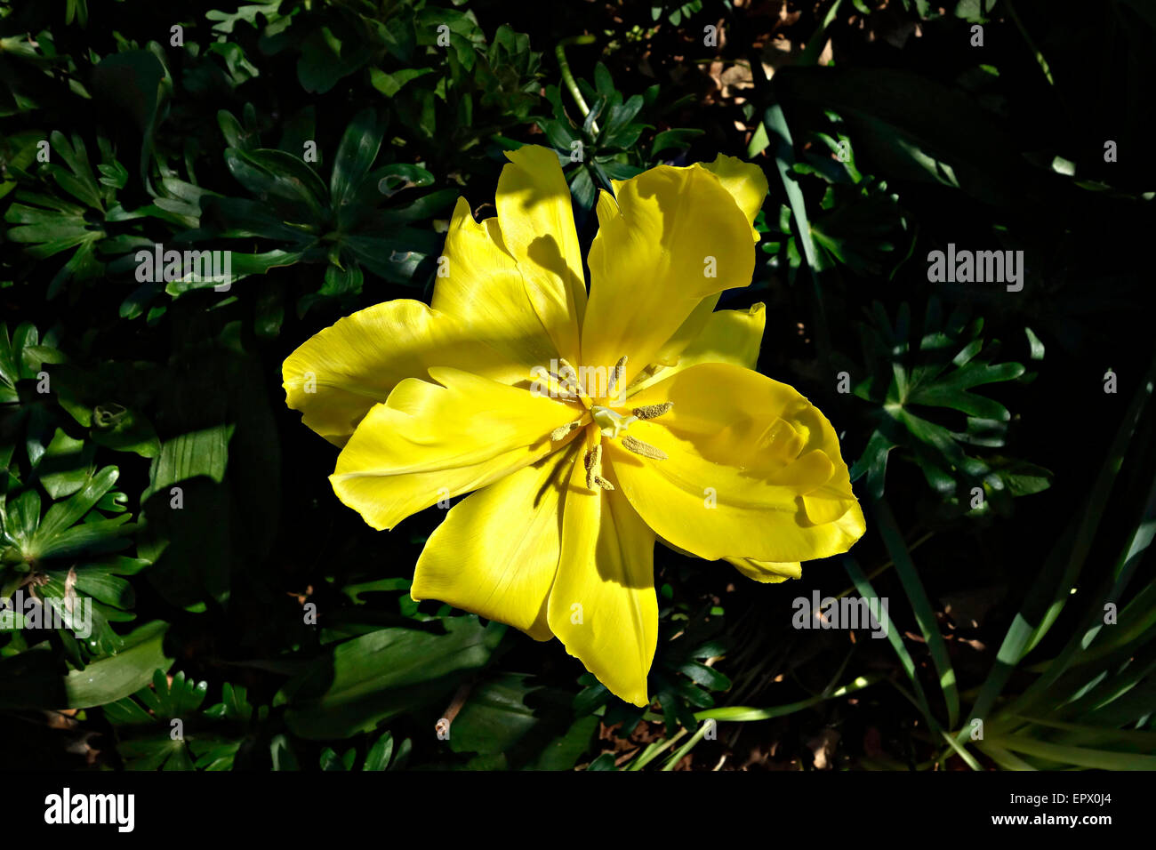 Yellow present hi-res stock photography and images - Alamy