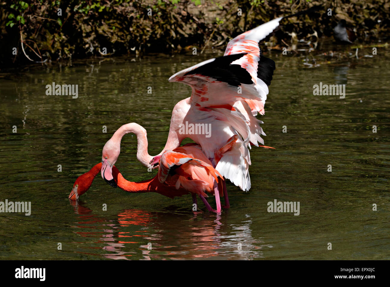 Pink Flamingos mating (Phoenicopteriformes Stock Photo - Alamy
