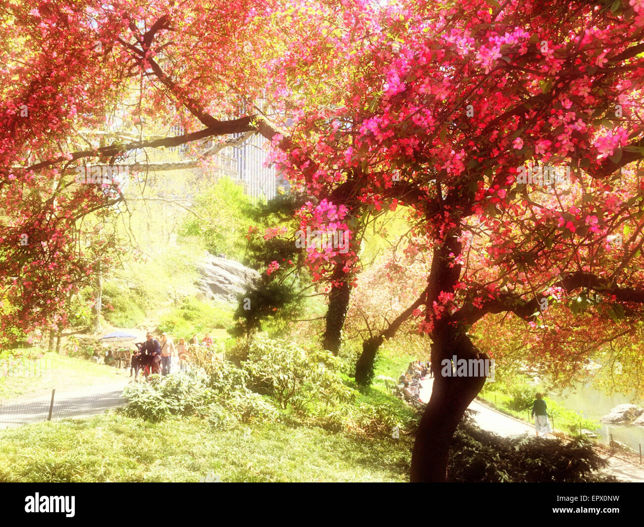Springtime in Central Park, NYC Stock Photo - Alamy