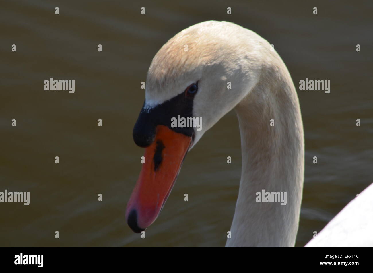 Closeup swan head hi-res stock photography and images - Alamy