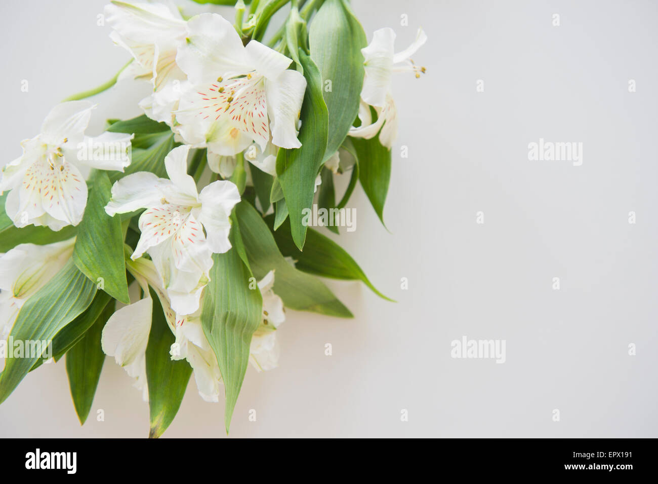 Bunch of white flowers Stock Photo - Alamy