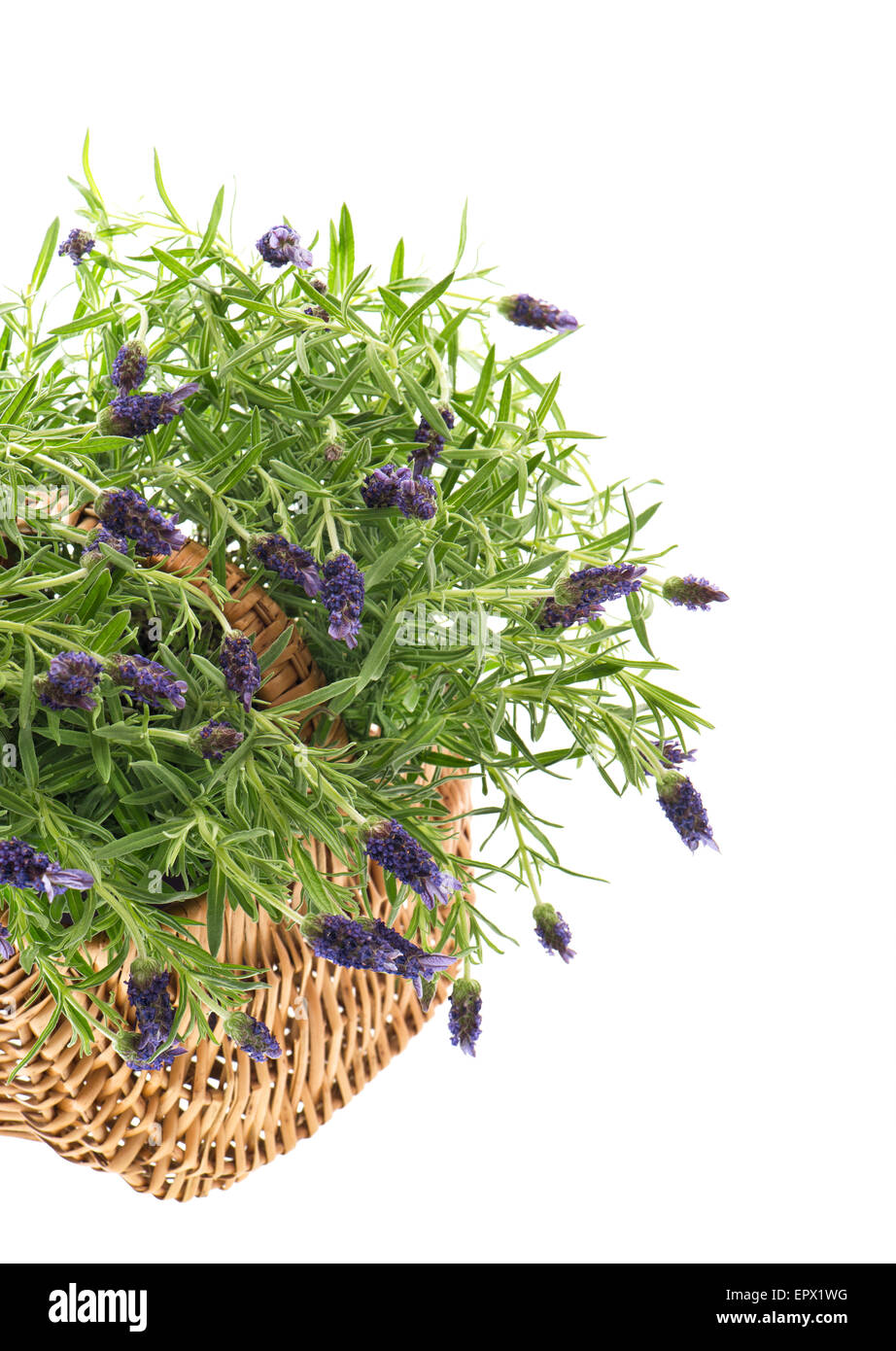 Lavender plant pot hi-res stock photography and images - Alamy