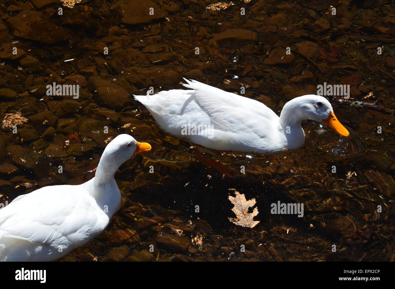 Two white ducks hi-res stock photography and images - Alamy