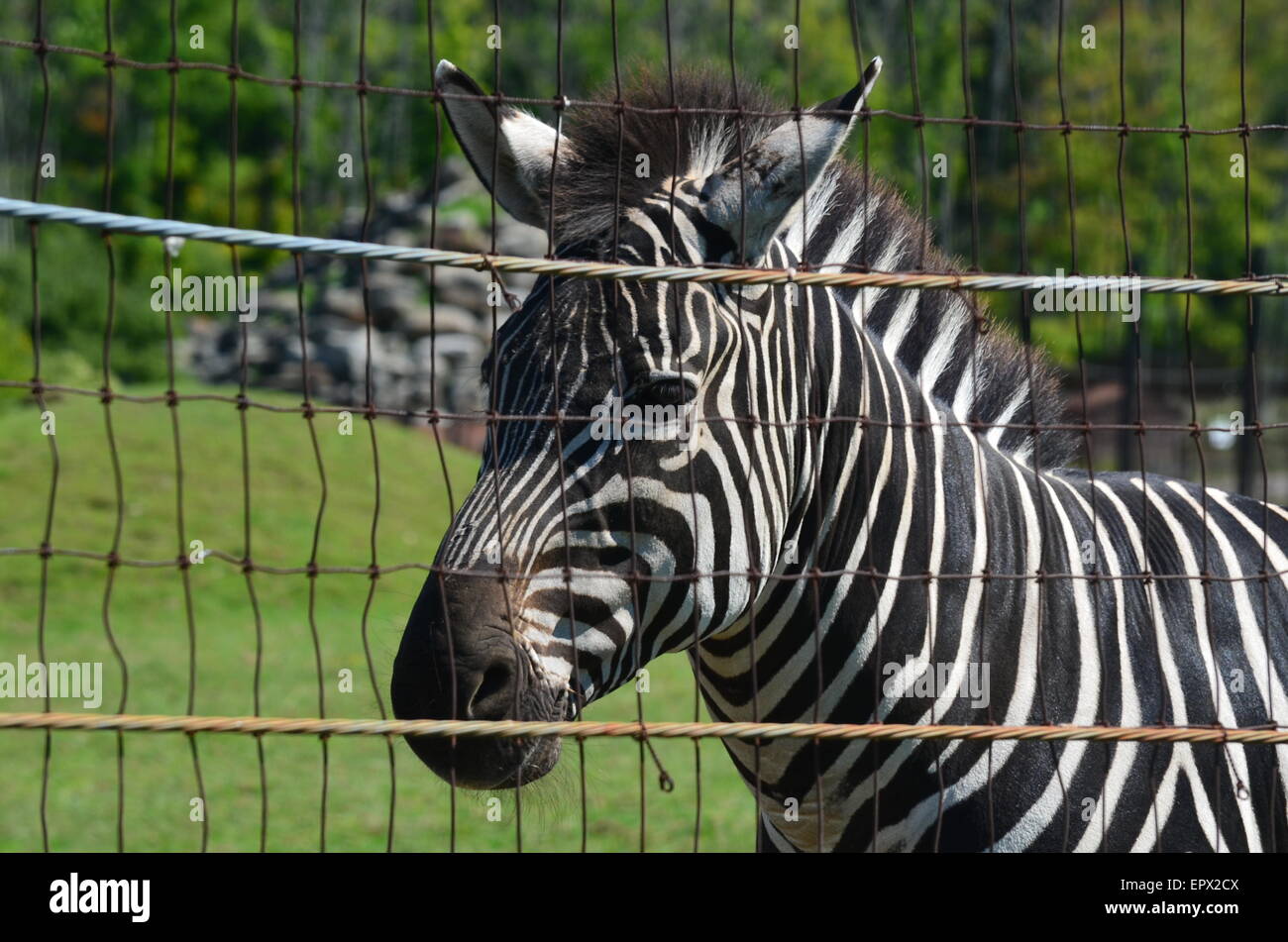 Zebra in the zoo hi-res stock photography and images - Alamy