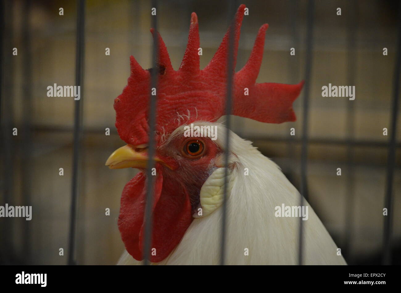 Rosters hi-res stock photography and images - Alamy