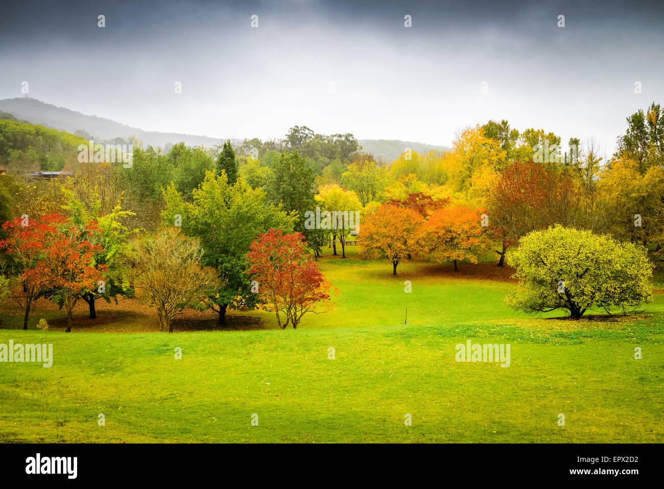 Autumn Landscape. Panorama of autumn trees in Australia Stock Photo - Alamy