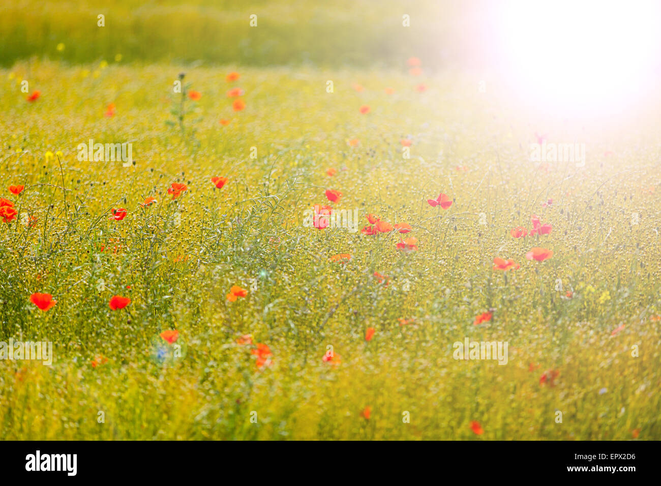 poppies in a field of flax Stock Photo - Alamy