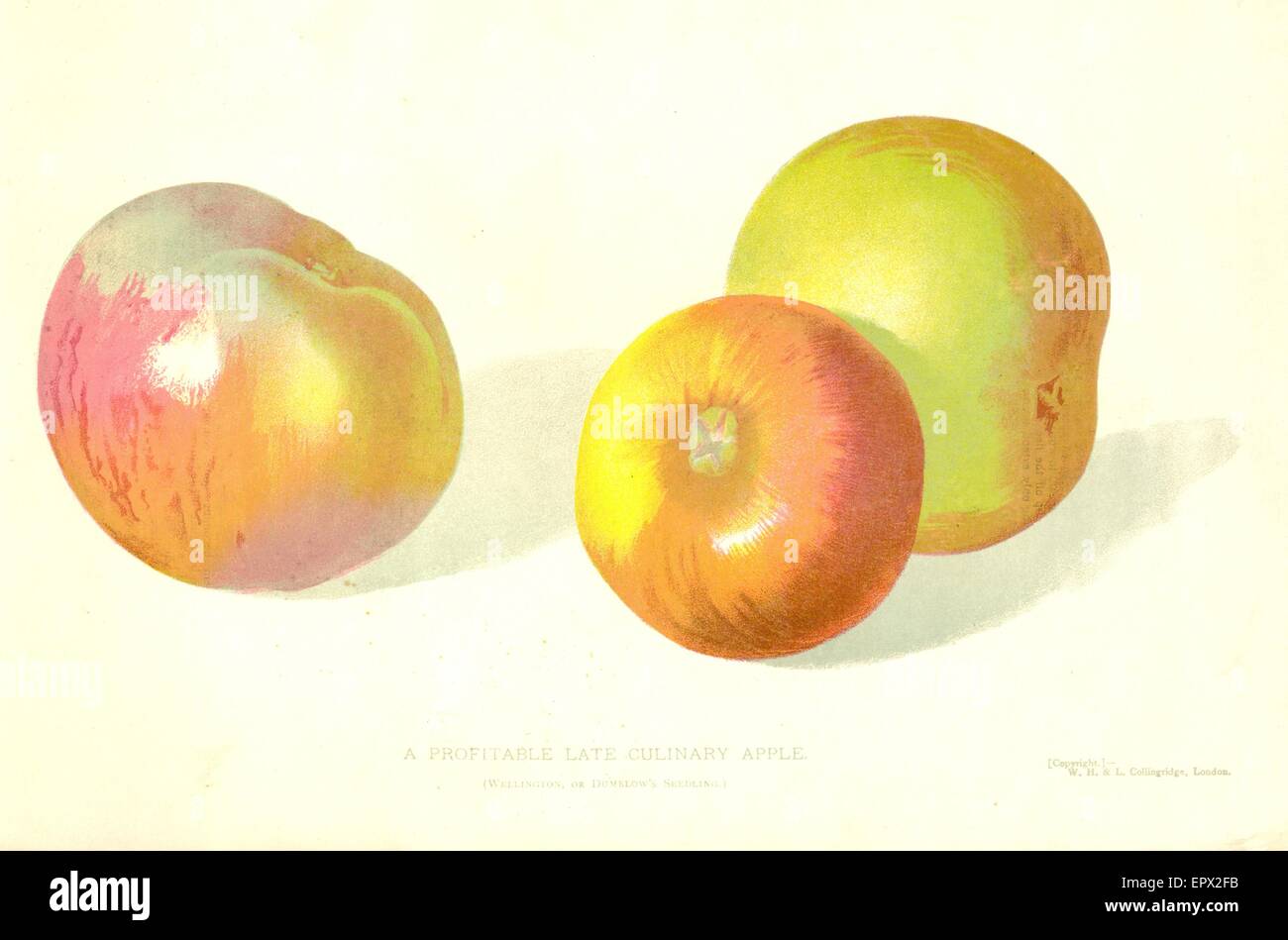 The Wellington apple, also known as Dumelow's Seedling or Normanton ...