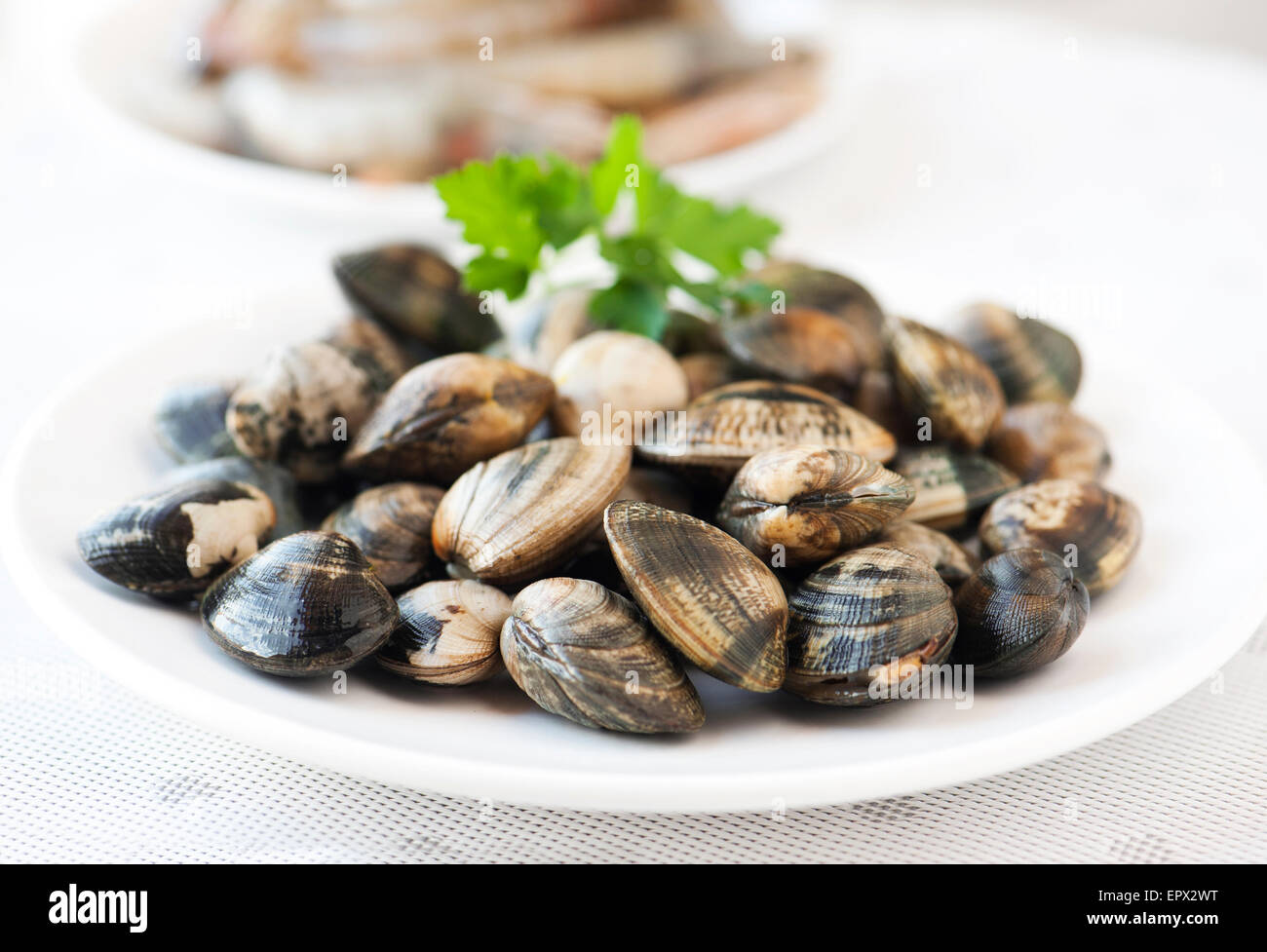 raw, large shells Stock Photo - Alamy