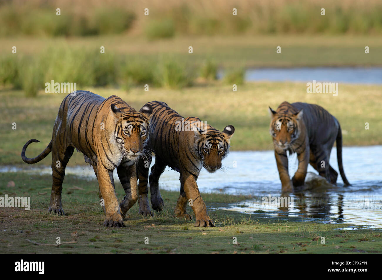 Tigress T19 or Krishna walking with her cubs by the Rajbagh Lake in ...