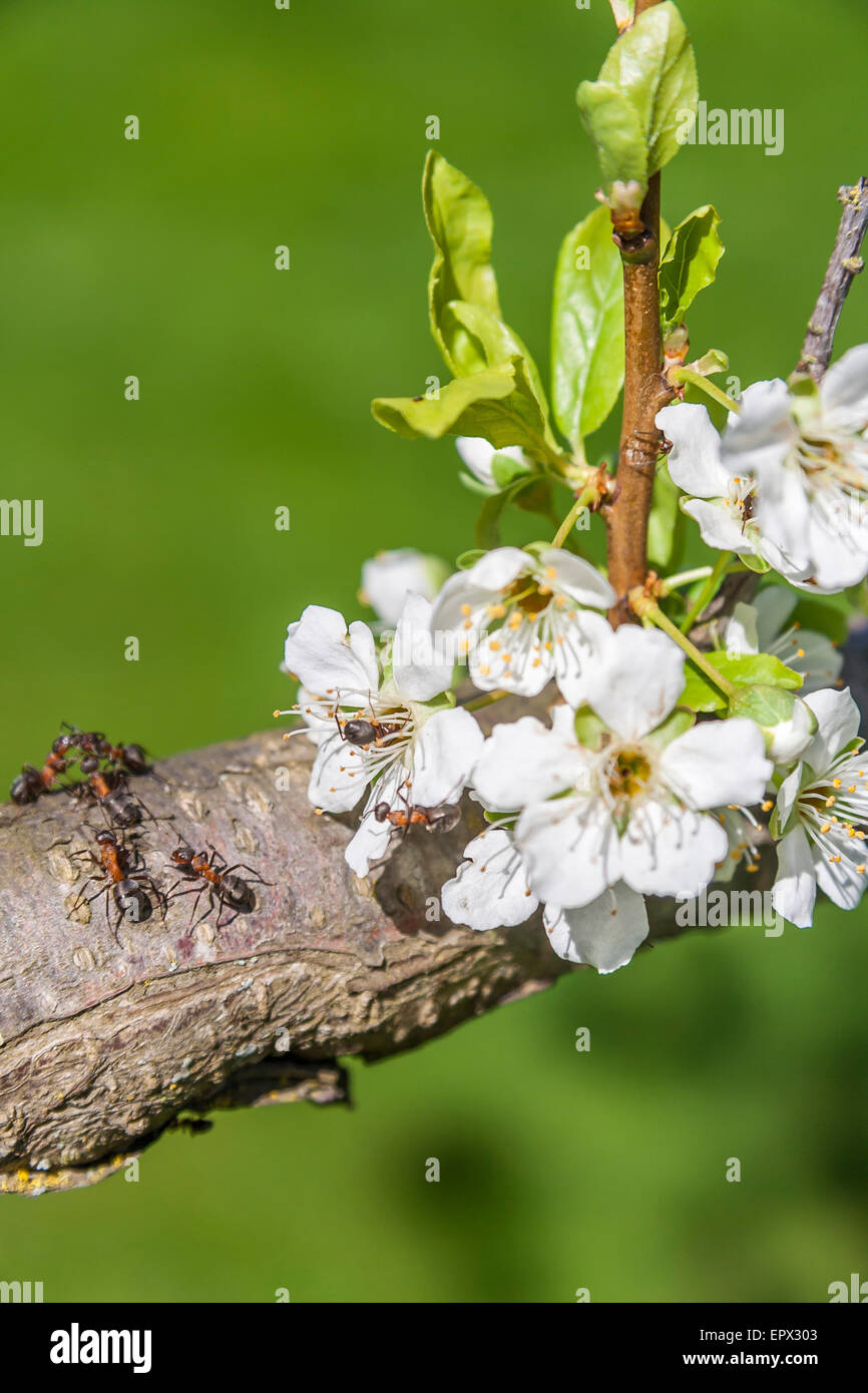 Springtime insect hi-res stock photography and images - Alamy