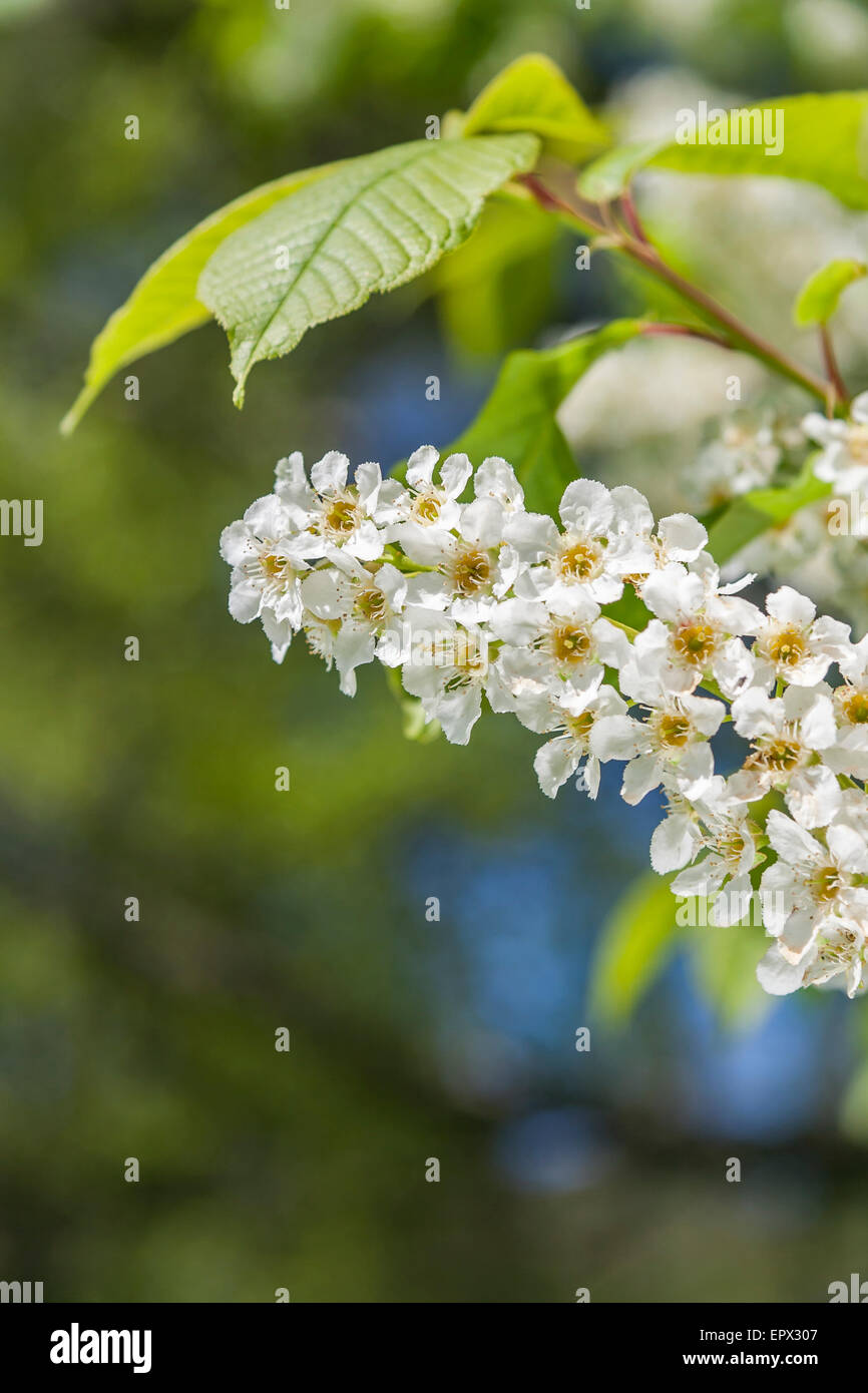 Bird Cherry Branch in the garden Stock Photo - Alamy