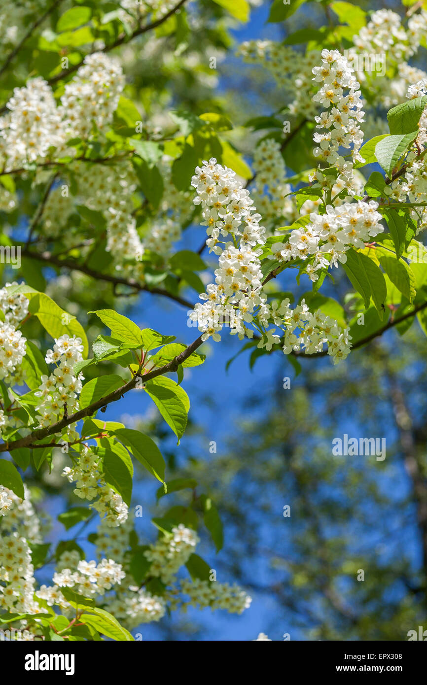 Bird Cherry Branch Stock Photo - Alamy