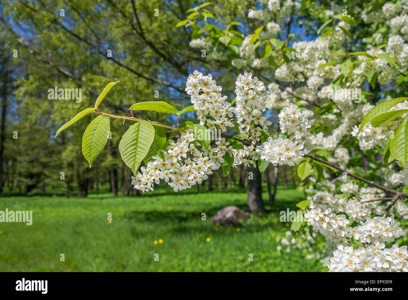 Bird Cherry Branch in the park Stock Photo - Alamy