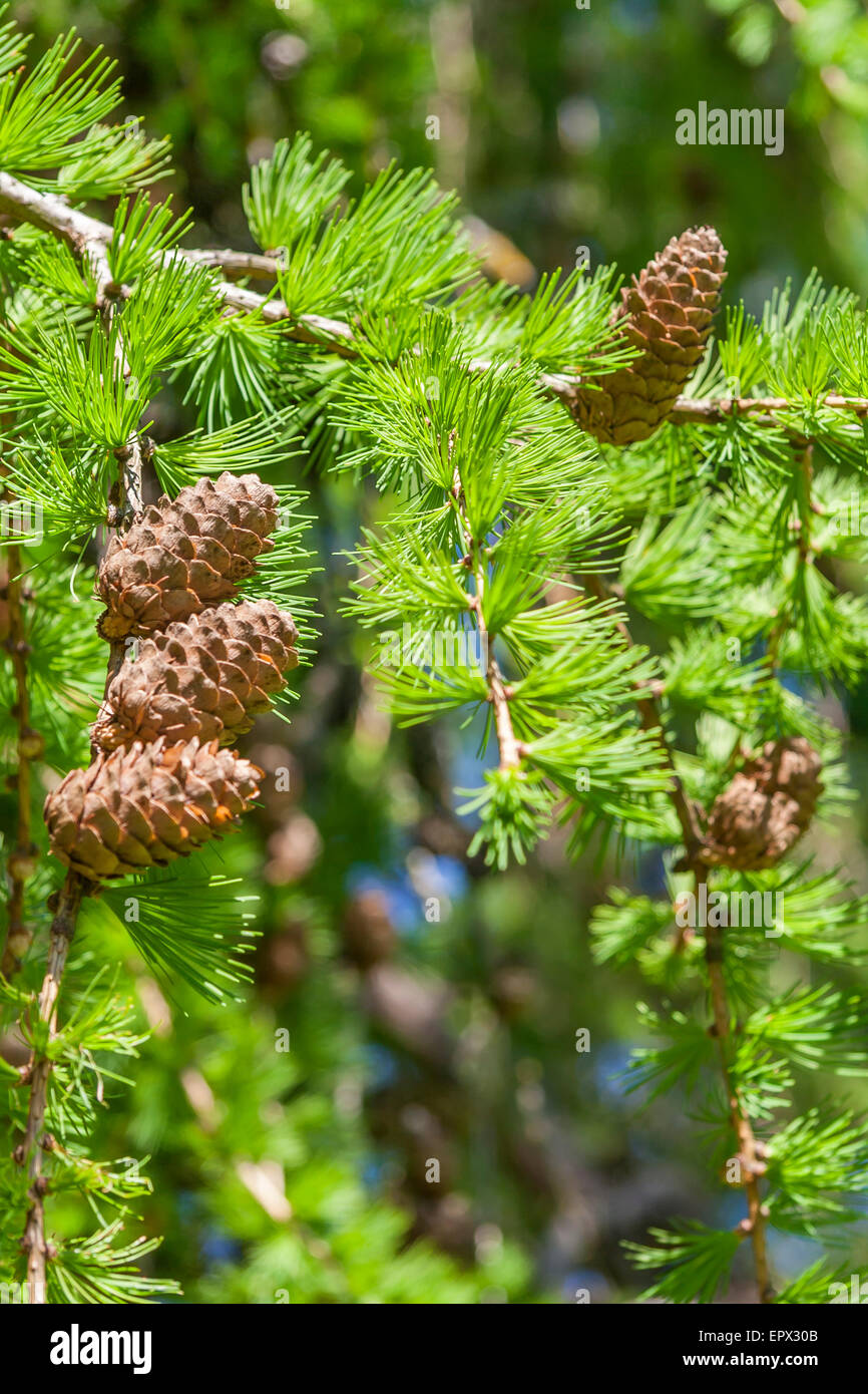 Larch tree people hi-res stock photography and images - Alamy