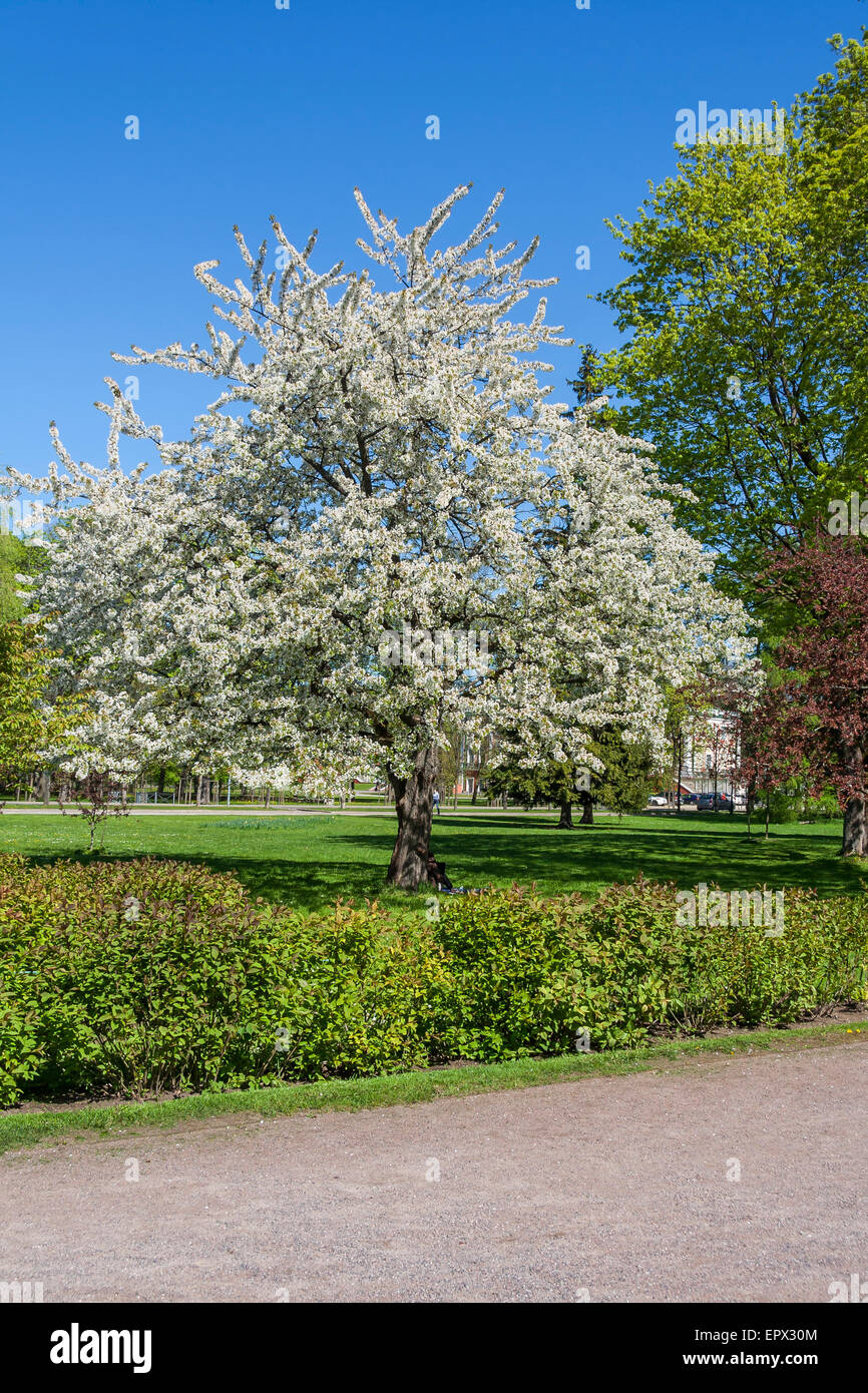 Flowering Spring Tree Stock Photo - Alamy