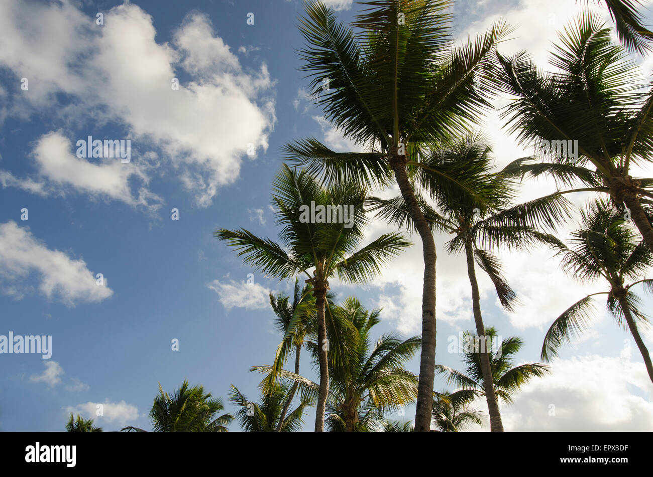 Dominican Republic, Punta Cana, Palm trees against blue sky Stock Photo ...