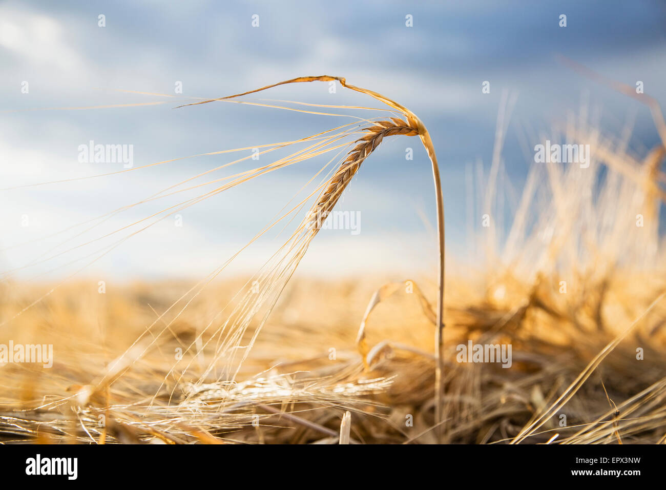 Barley crops hi-res stock photography and images - Alamy