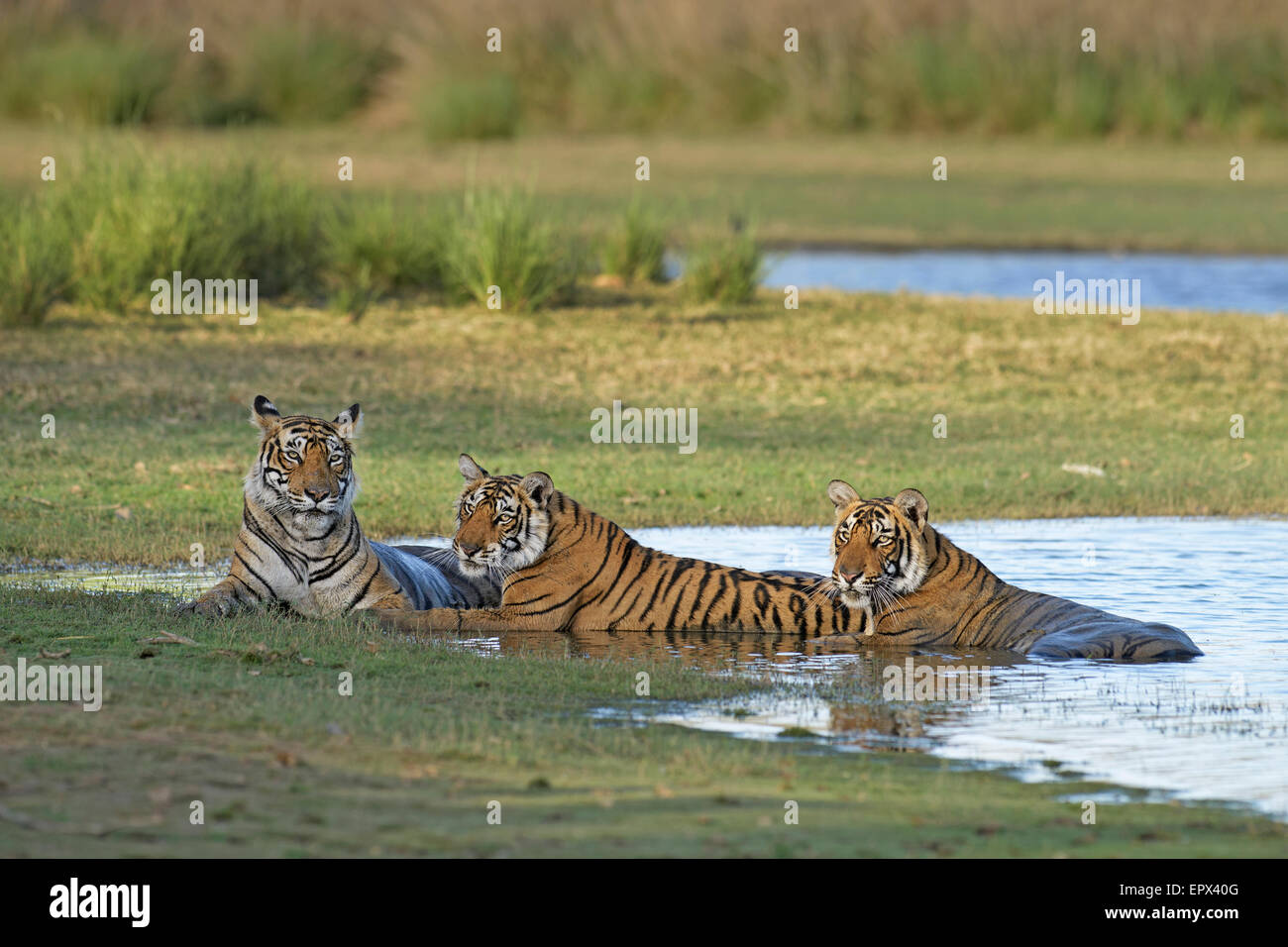 Krishna sitting hi-res stock photography and images - Alamy