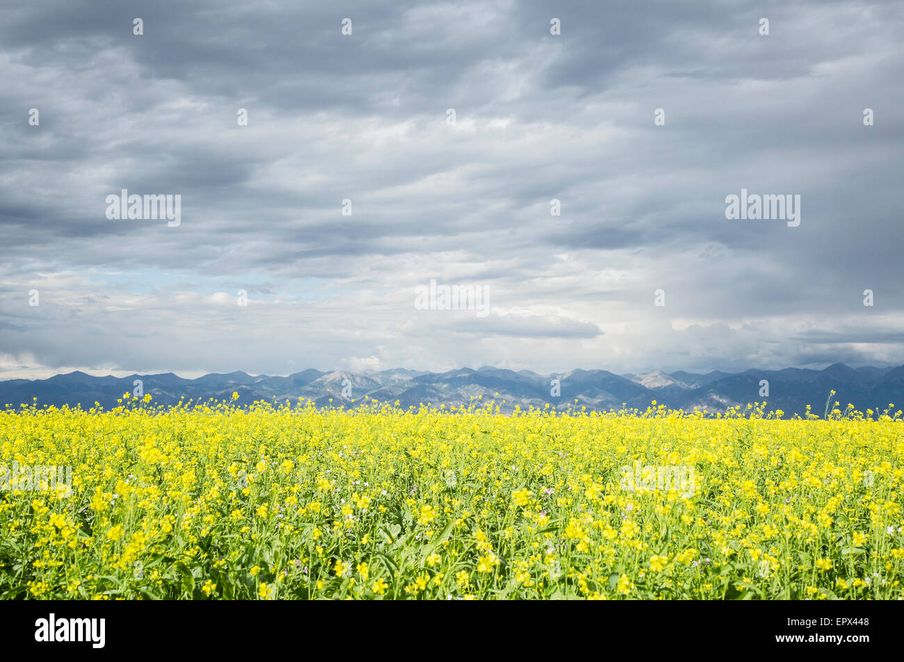 Field canola growing in hi-res stock photography and images - Alamy