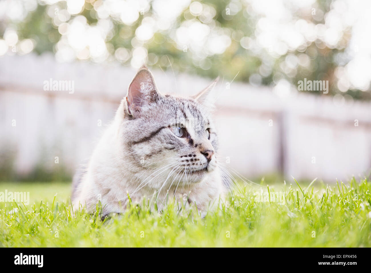 Cat resting in backyard Stock Photo - Alamy