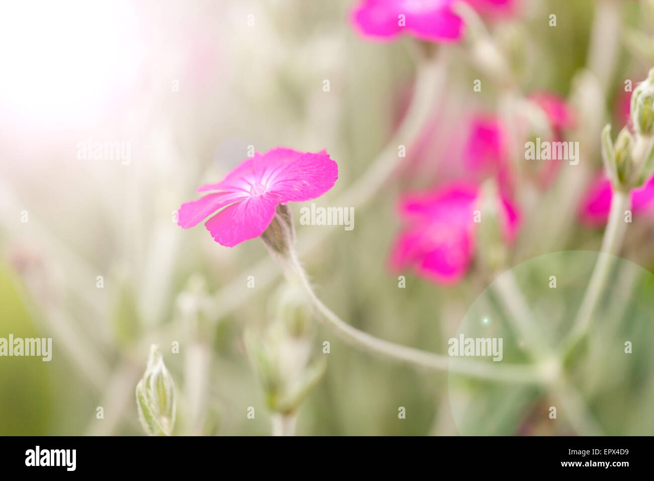 Lychnis coronaria rose flower Stock Photo - Alamy