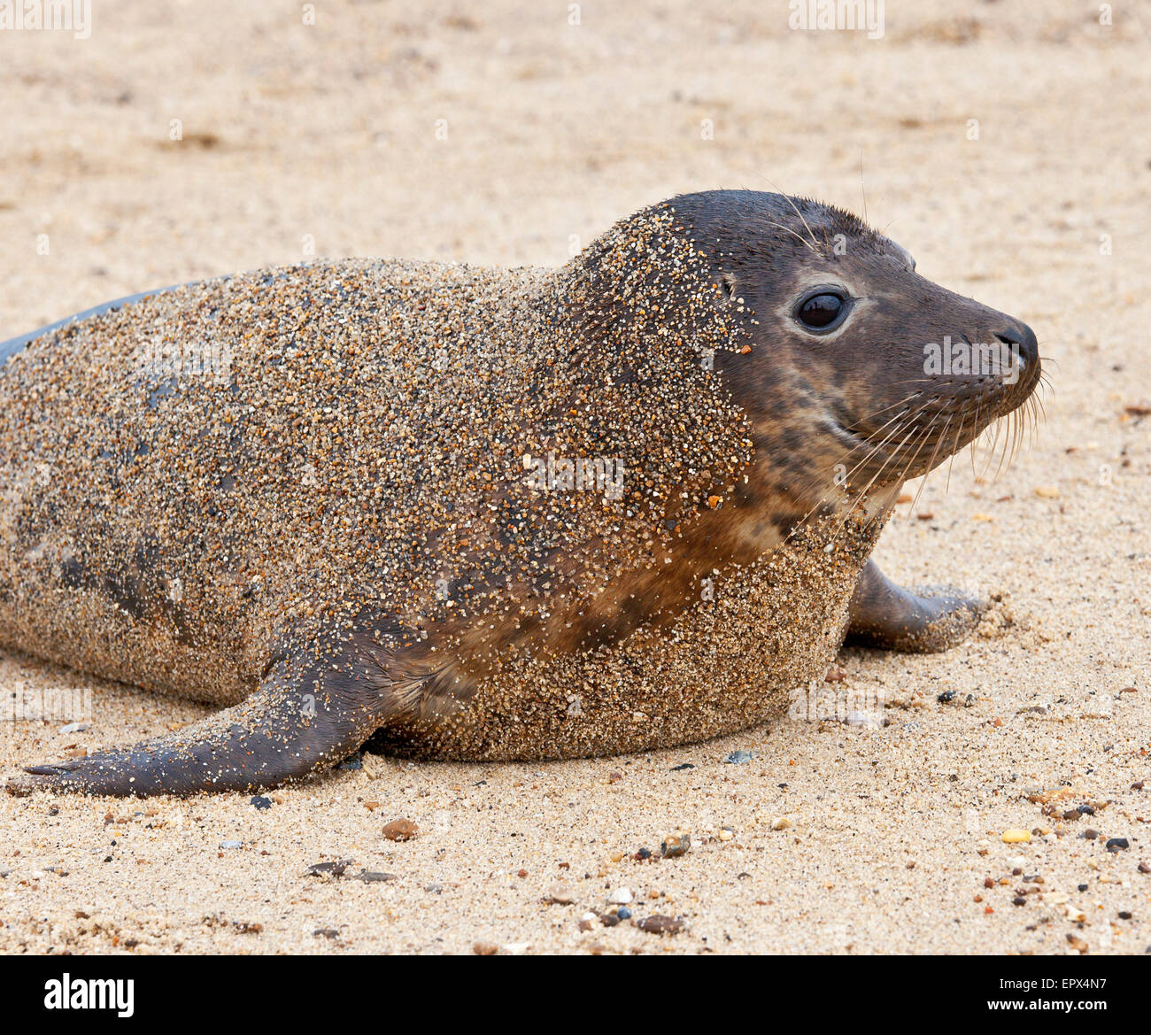 Seal pup hi-res stock photography and images - Alamy