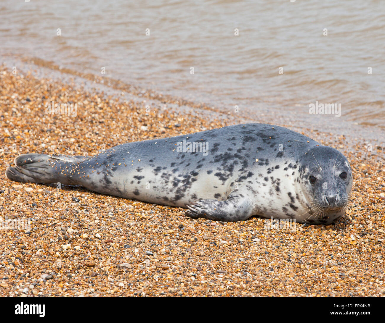 Seal gb hi-res stock photography and images - Alamy
