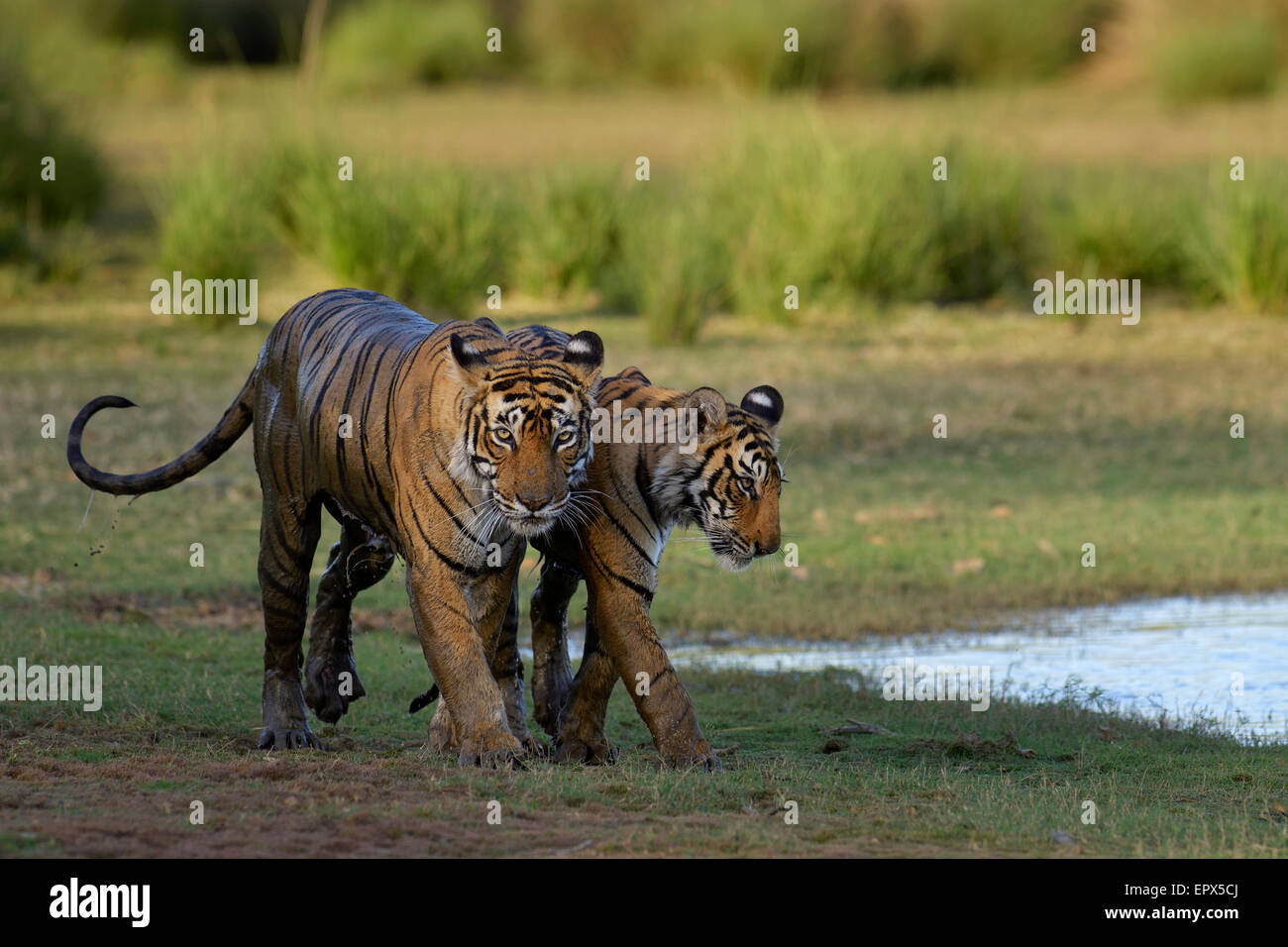 Tigress T19 or Krishna walking with her female cub by the Rajbagh Lake ...