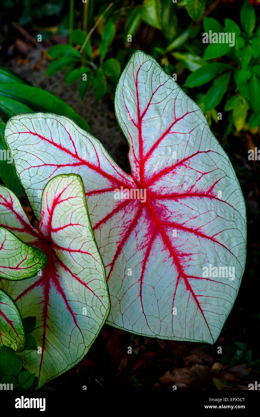 Caladium bicolor hi-res stock photography and images - Alamy