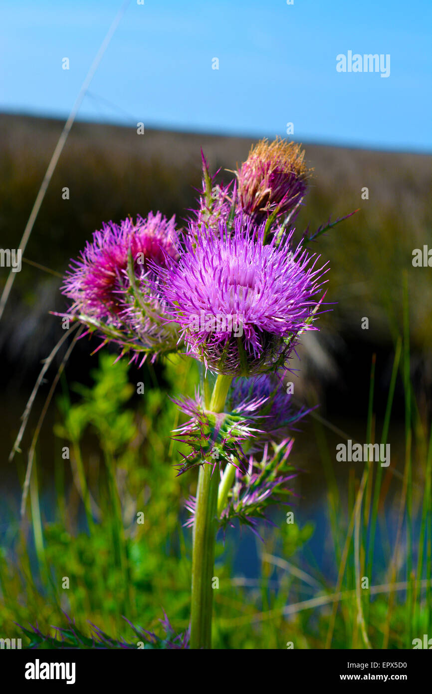 Image of a thistle plant. Taken in Crystal River, Florida USA Stock ...