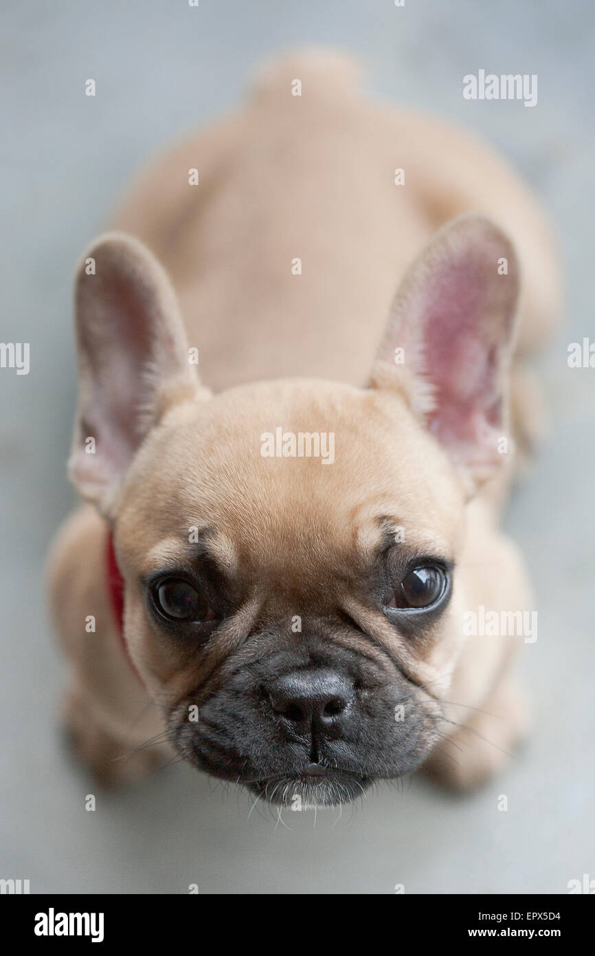 french bulldog, fawn color, 6 months old, viewed from above, looking ...