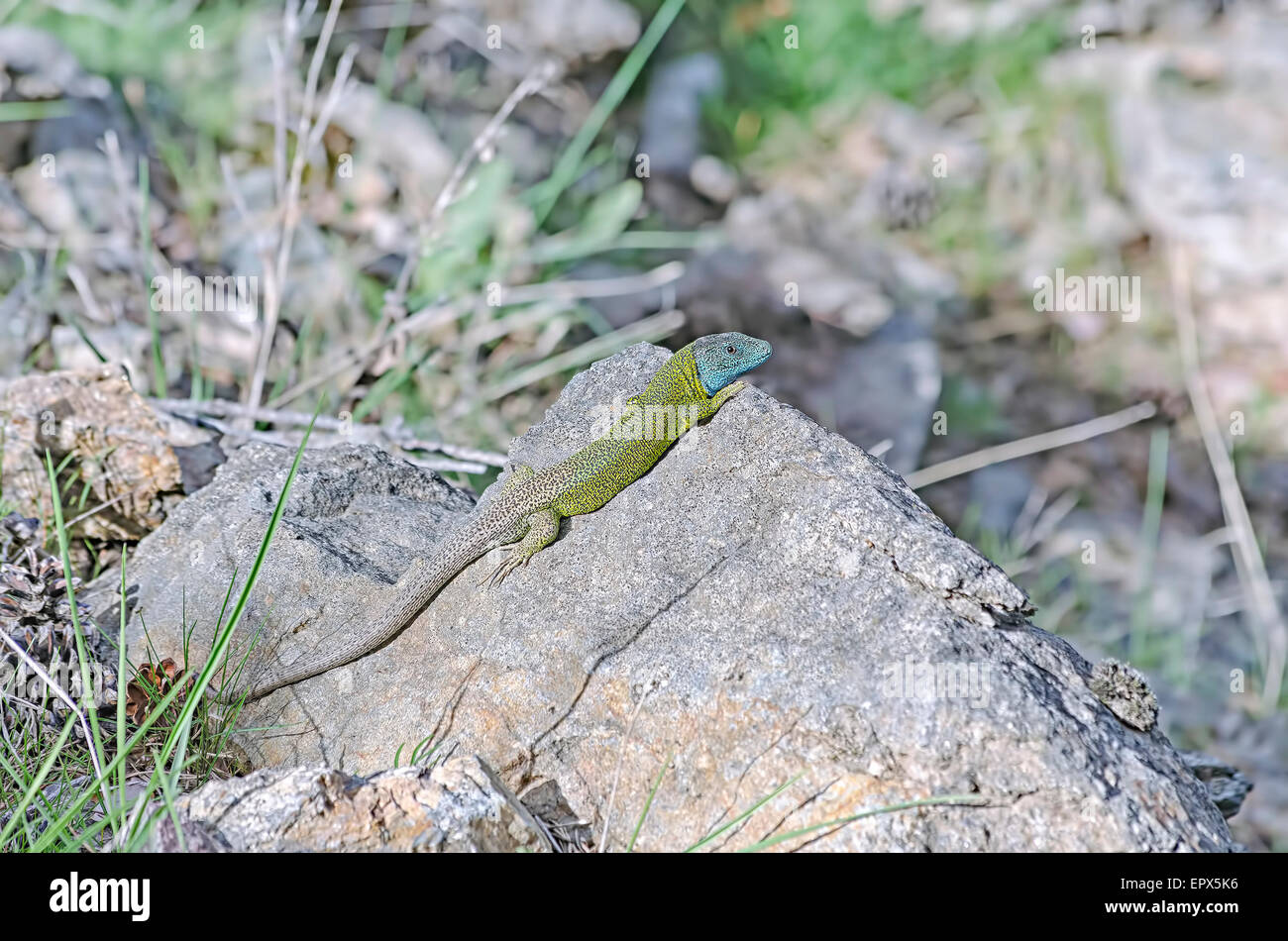 Lizard portugal hi-res stock photography and images - Alamy