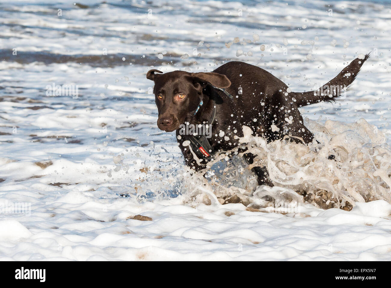 Chocolate Labrador playing in the sea Stock Photo - Alamy
