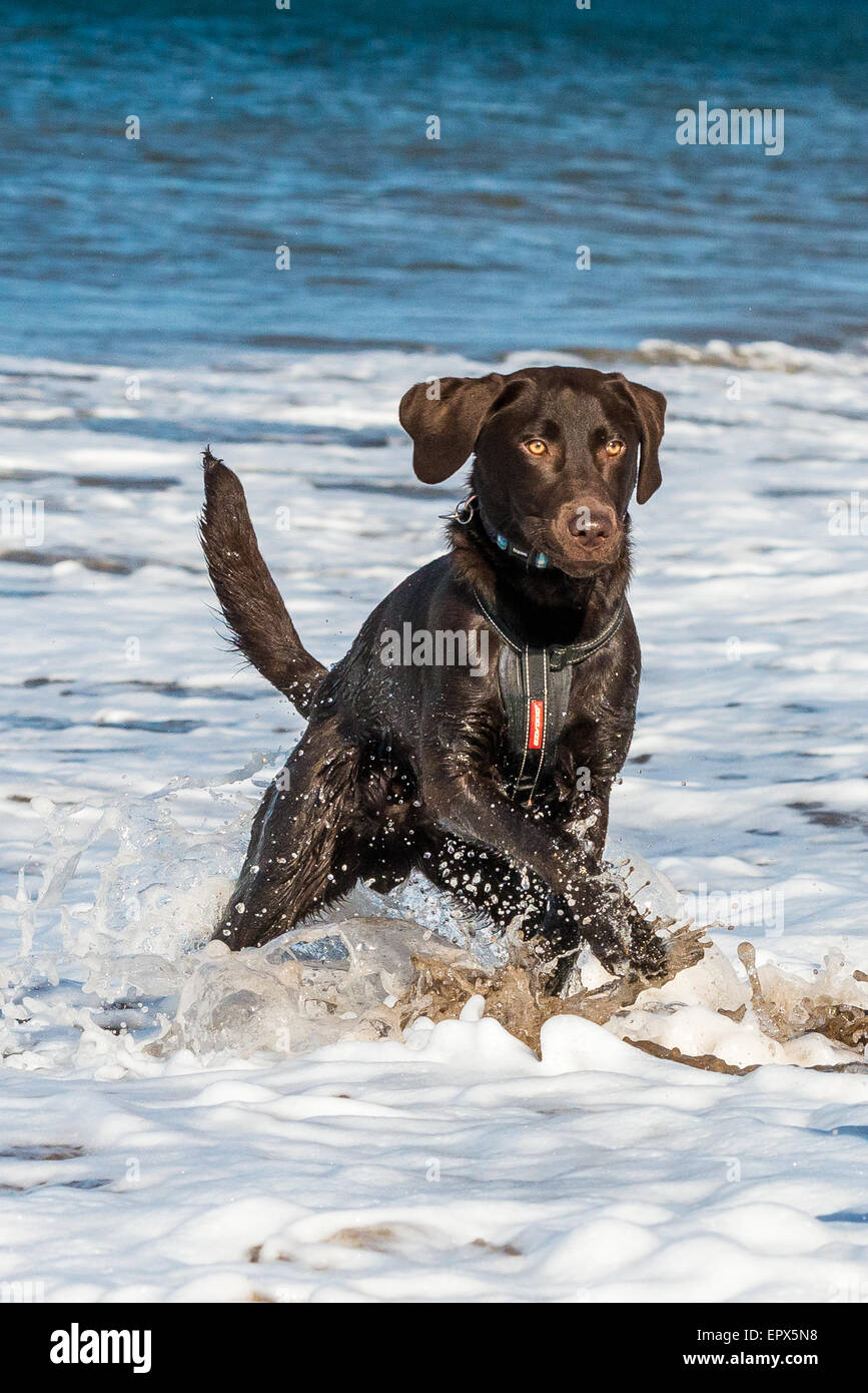 Chocolate lab on a beach hi-res stock photography and images - Alamy
