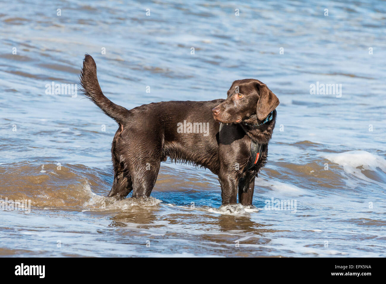 Chocolate Labrador playing in the sea Stock Photo - Alamy