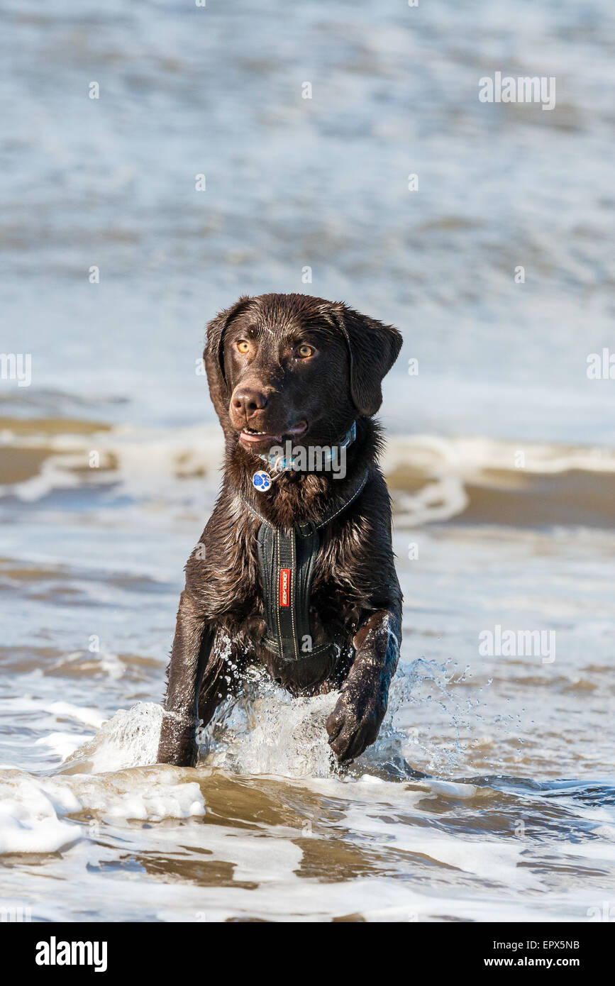 Chocolate lab on a beach hi-res stock photography and images - Alamy
