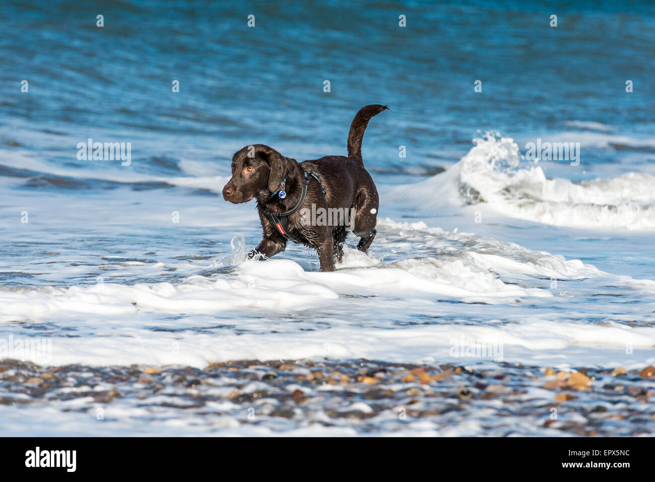 Chocolate Labrador playing in the sea Stock Photo - Alamy