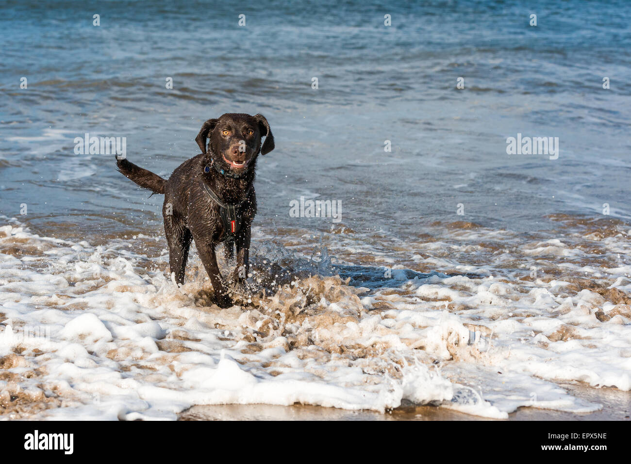 Chocolate lab on a beach hi-res stock photography and images - Alamy