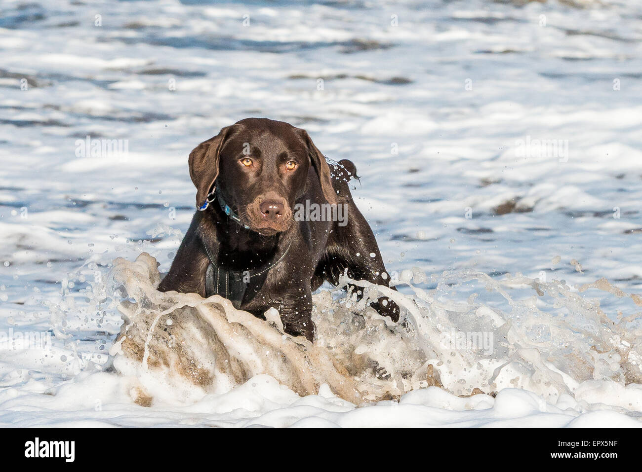 Chocolate Labrador playing in the sea Stock Photo - Alamy